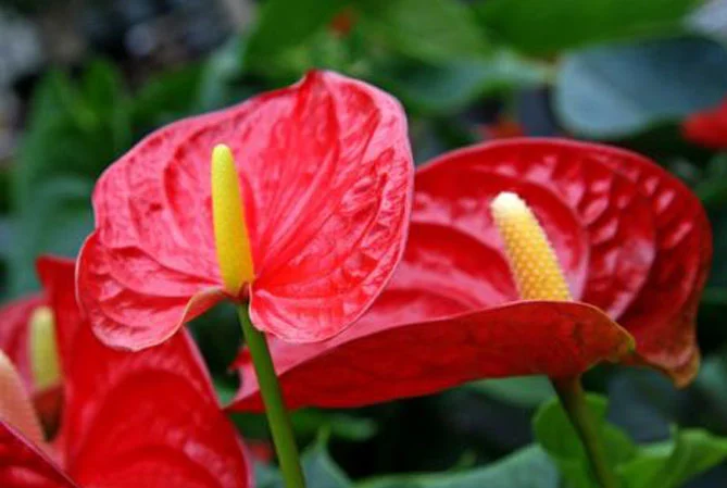 Antoryum çiçeği bakımı nasıl yapılır? (Anthurium) saksısı nasıl olmalı ...