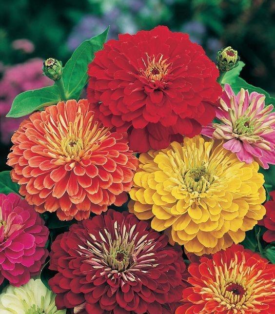 Zinya çiçeği özellikleri nelerdir? Zinya çiçeği anlamı ve bakımı | Evim ...