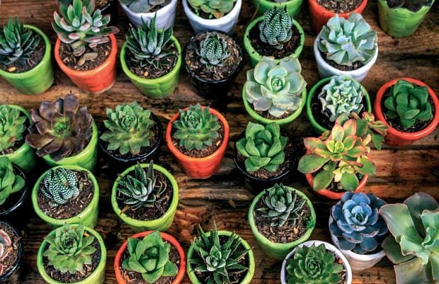 Sukulent nedir ve nasıl bakılır? Sukulent bakımı püf noktalar | Evim ...