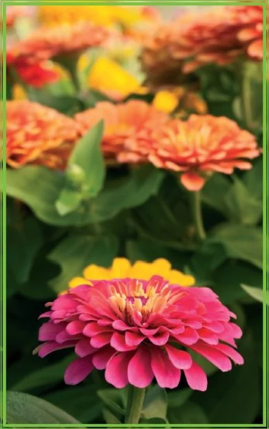 Zinya çiçeği özellikleri nelerdir? Zinya çiçeği anlamı ve bakımı | Evim ...