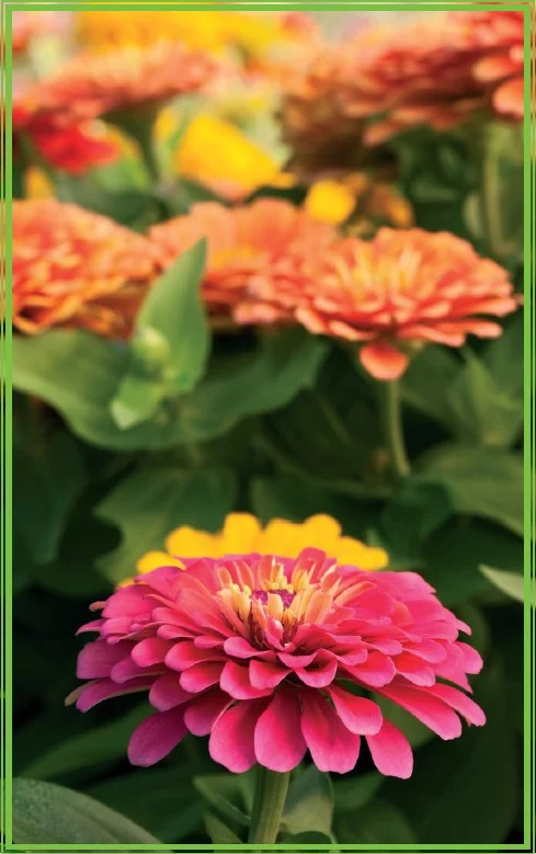 Zinya çiçeği özellikleri nelerdir? Zinya çiçeği anlamı ve bakımı | Evim ...