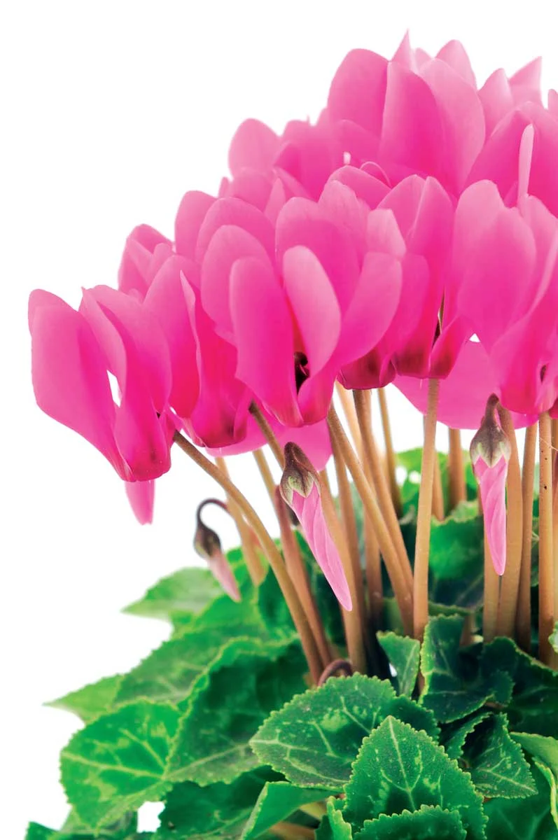 Siklamen çiçeği bakımı nasıl yapılır? Siklamen özellikleri | Evim Dergisi