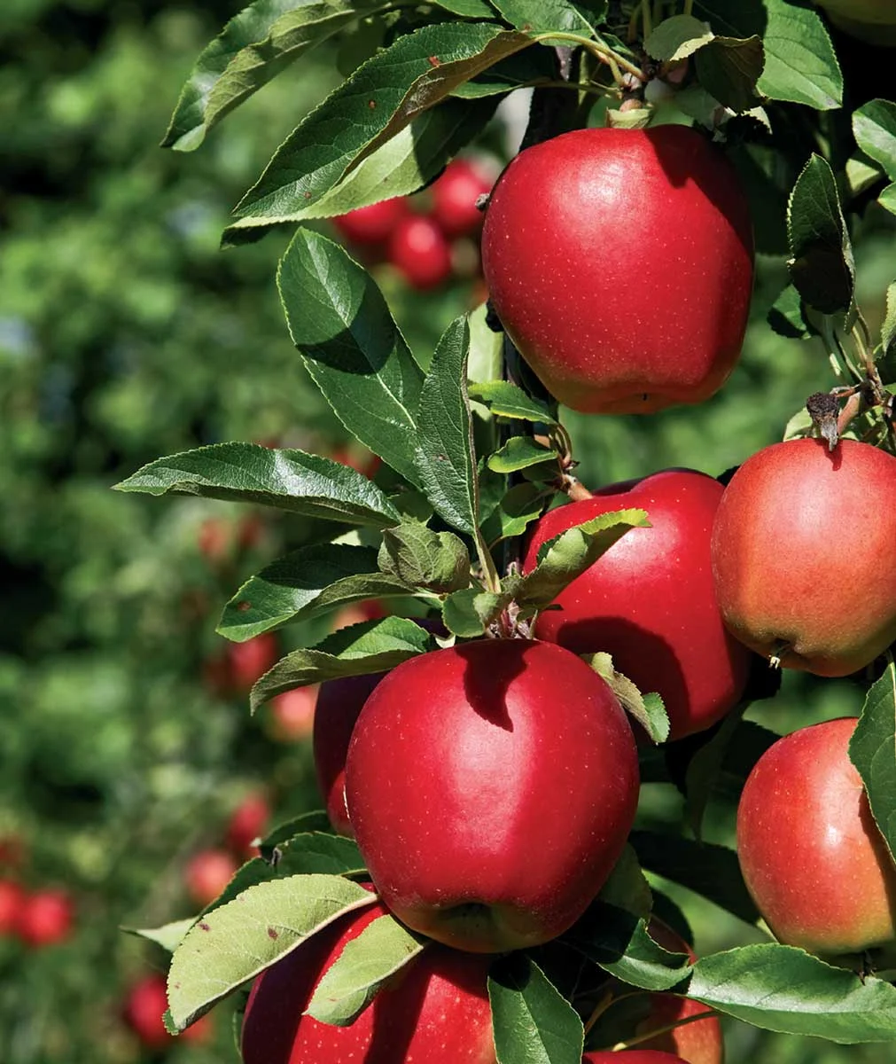 Ekimde bahçeye dikilebilecek 5 bitki | Evim Dergisi