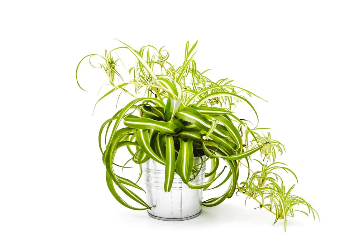 Kurdele çiçeği bakımı ve çoğaltma detayları: Kurdele çiçek açar mı ...