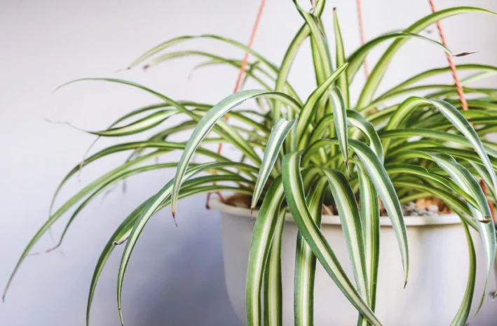 Yatak odasında yetiştirilebilen bitkiler nelerdir? İşte 13 örnek | Evim ...