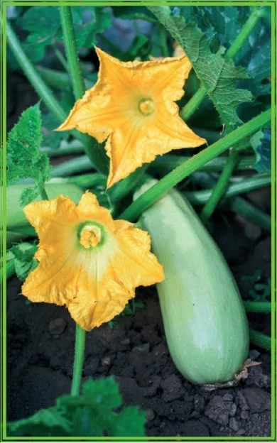 Balkonda sebze yetiştirmek için bilinmesi gerekenler | Evim Dergisi