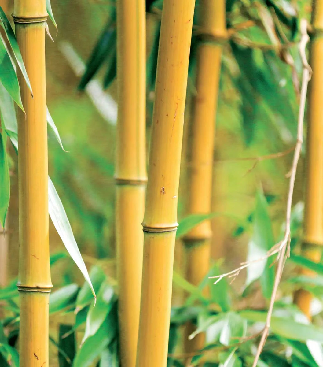 Şans bambusu bakımı nasıl yapılır? 8 başlıkta püf noktalar | Evim Dergisi