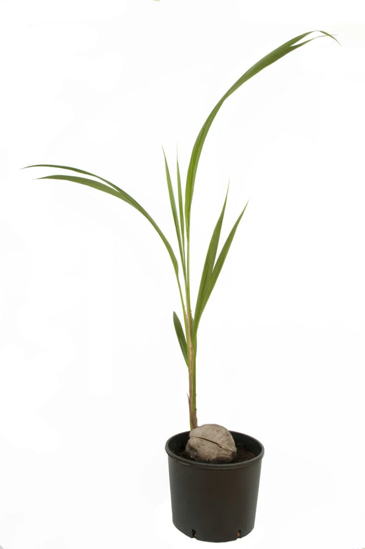 Cocos palmiye bakımı nasıl olmalı? (Cocos nucifera) | Evim Dergisi