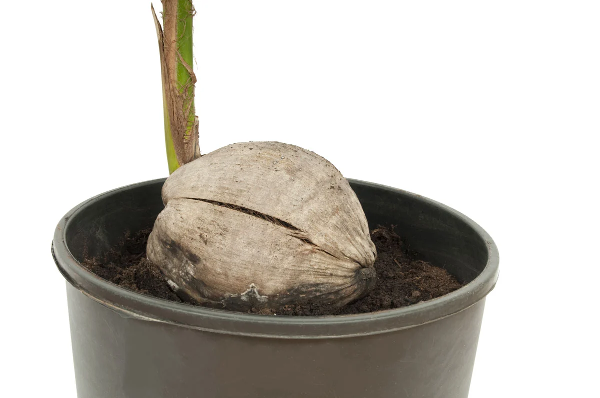 Cocos palmiye bakımı nasıl olmalı? (Cocos nucifera) | Evim Dergisi