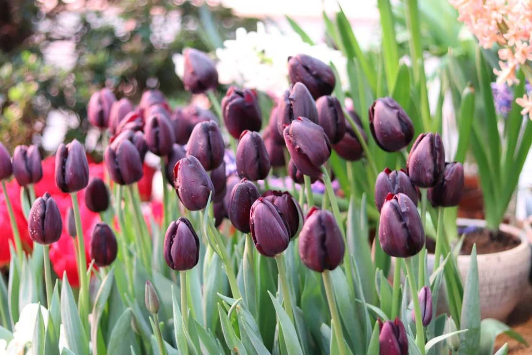 Lale bakımı nasıl yapılır? Lale çiçeğinin özellikleri nelerdir? | Evim ...