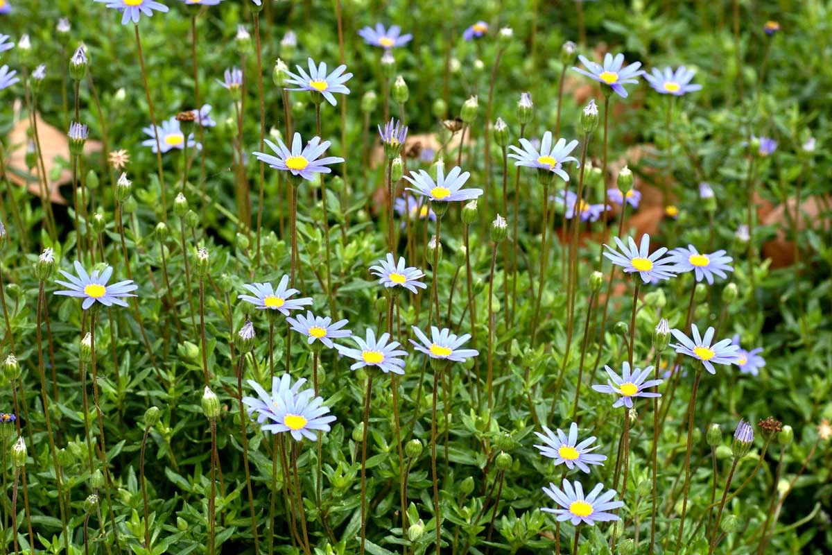 Felisya çiçeği bakımı detayları (Mavi papatya) ve özellikleri | Evim ...