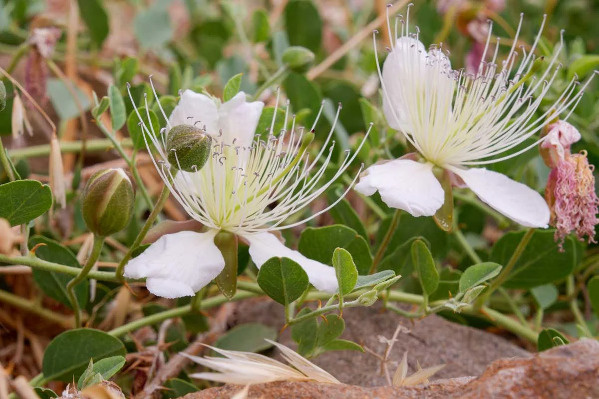 Kapari nedir, ne işe yarar? İşte faydaları (Devedikeni, gebereotu ...